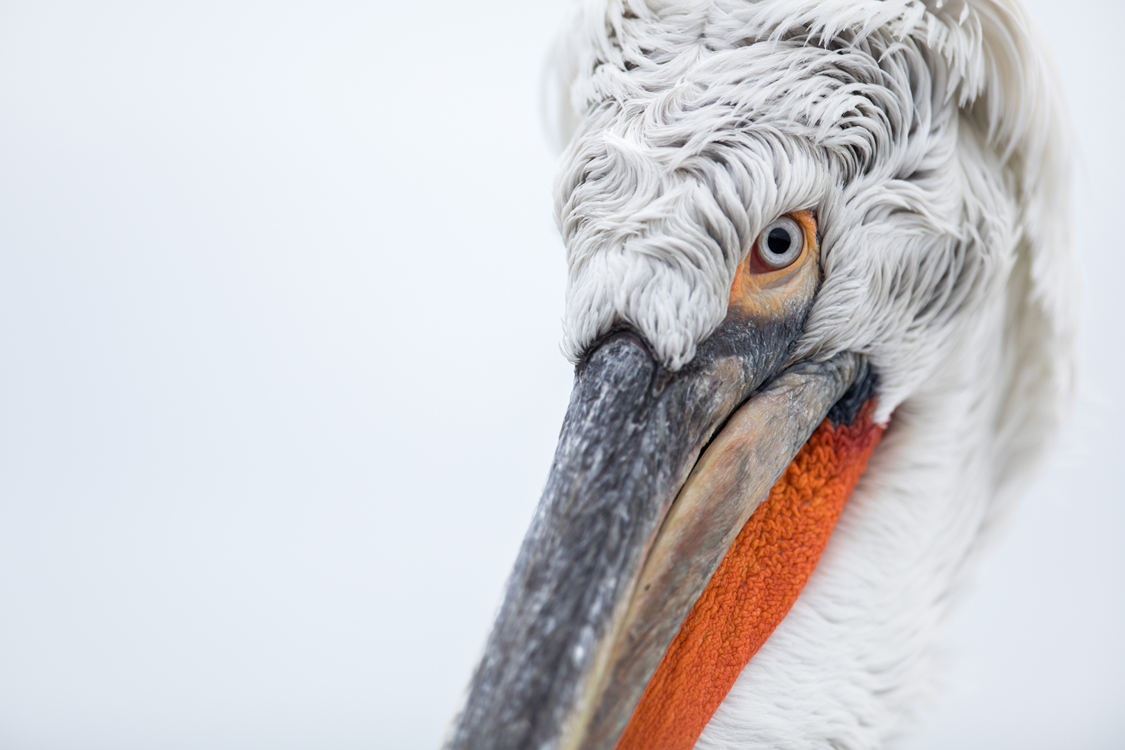 Five reasons you need a new lens | JESSOPS - Jessops